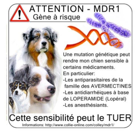 Accueil - Elevage Du Mas De Corbier - eleveur de chiens Berger Australien